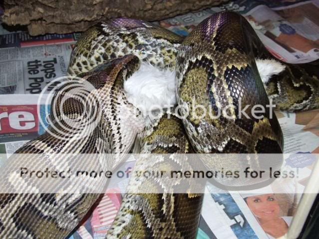 Burmese python feeding pics | Reptile Forums