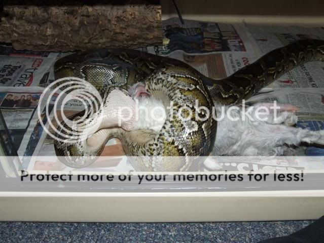 Burmese python feeding pics | Reptile Forums