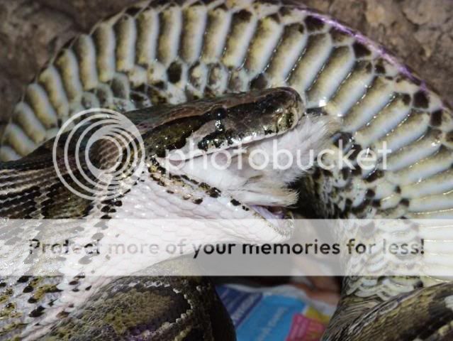 Burmese python feeding pics | Reptile Forums