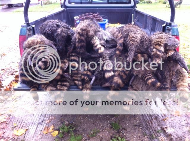Canadian Trappers Talk Forum • View topic - Few coon