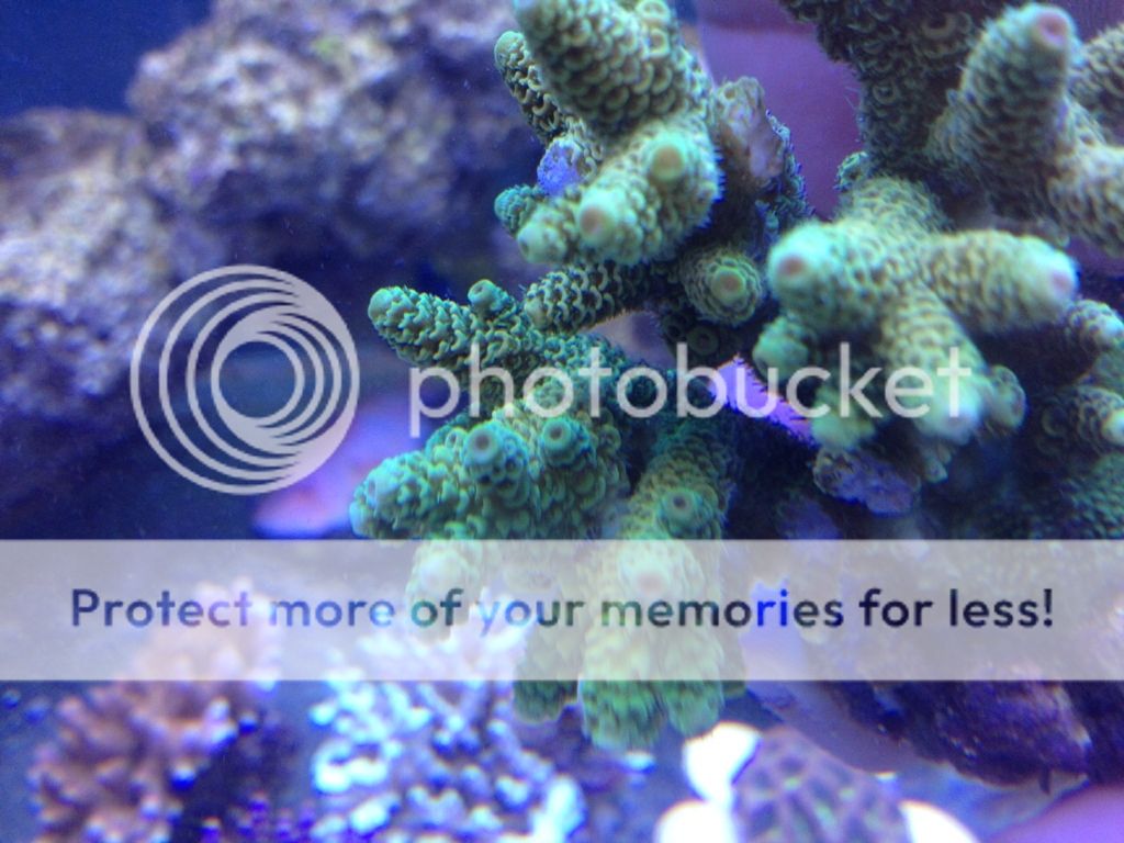 SPS frag pack FS- including sunset milli! | REEF2REEF Saltwater and ...