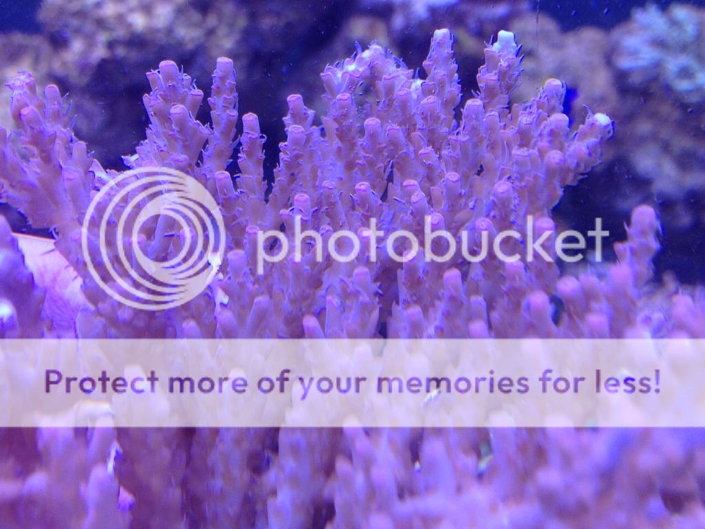 SPS frag pack FS- including sunset milli! | REEF2REEF Saltwater and ...