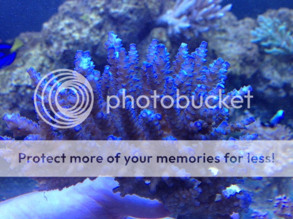 SPS frag pack FS- including sunset milli! | REEF2REEF Saltwater and ...