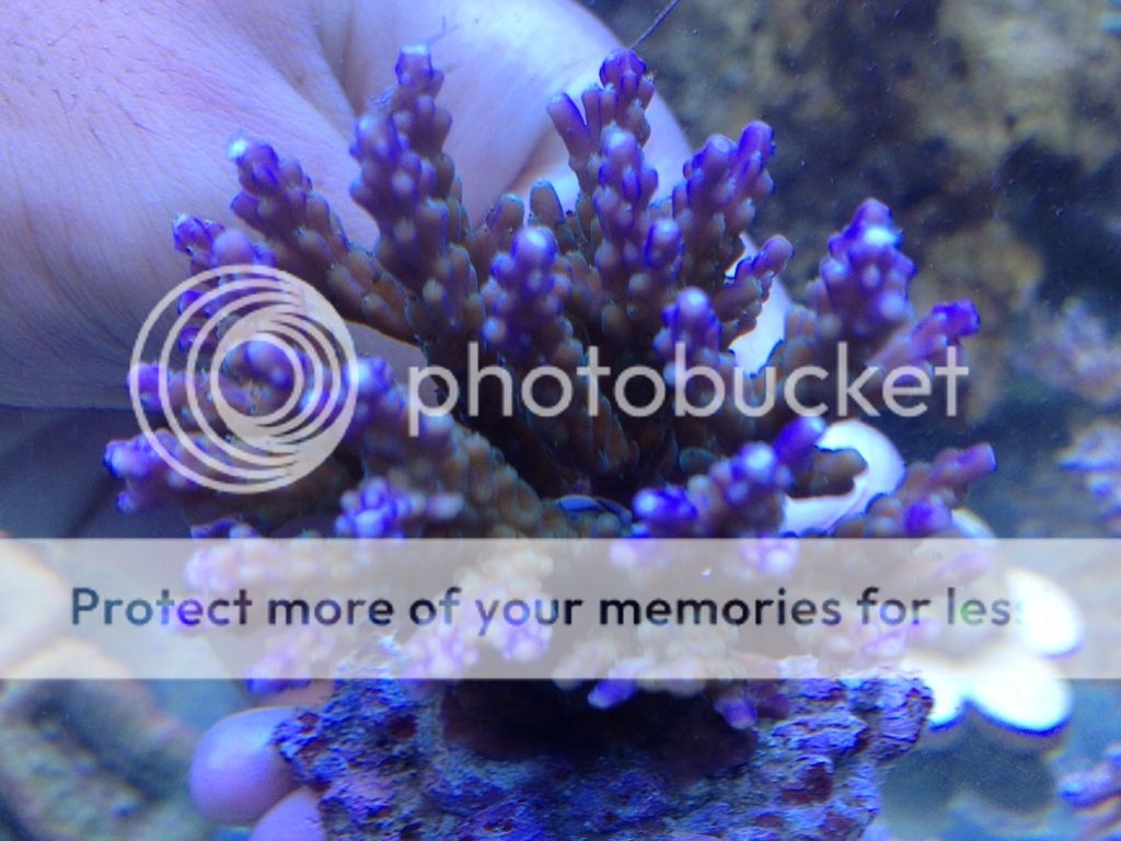 SPS frag pack FS- including sunset milli! | REEF2REEF Saltwater and ...