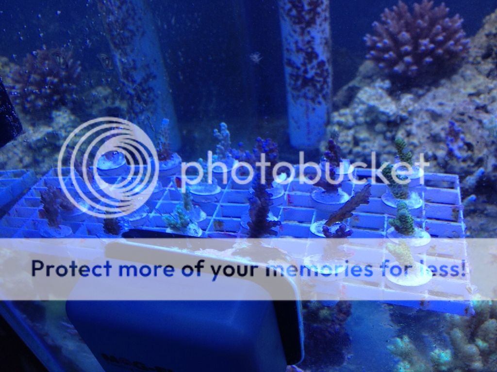 SPS frag pack FS- including sunset milli! | REEF2REEF Saltwater and ...